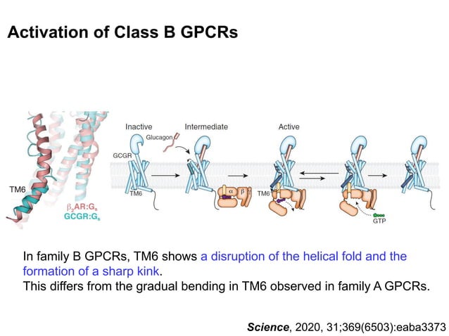 3 GPCR signaling.pdfG-coupled receptors play a significant role in cell ...