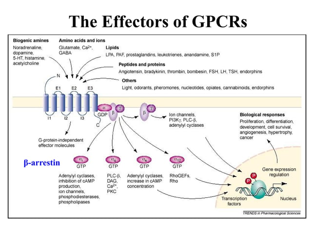3 GPCR signaling.pdfG-coupled receptors play a significant role in cell ...