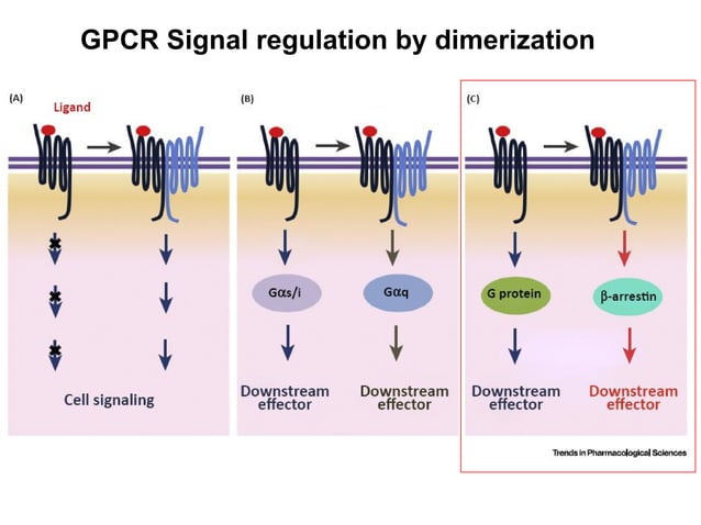 3 GPCR signaling.pdfG-coupled receptors play a significant role in cell ...