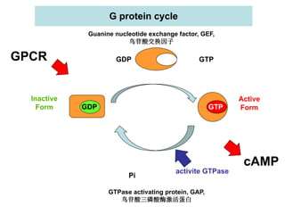 3 GPCR signaling.pdfG-coupled receptors play a significant role in cell ...