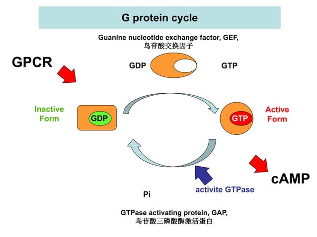 3 GPCR signaling.pdfG-coupled receptors play a significant role in cell ...