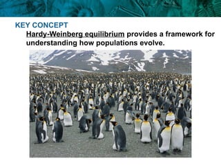 3)_Hardy_Weinberg_Equilibrium provides a framework.copy.pptx