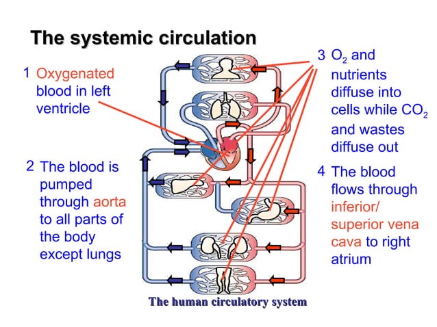 Chapter 8 Transport in Humans Lesson 3 - Structure and function of the human heart | PPT