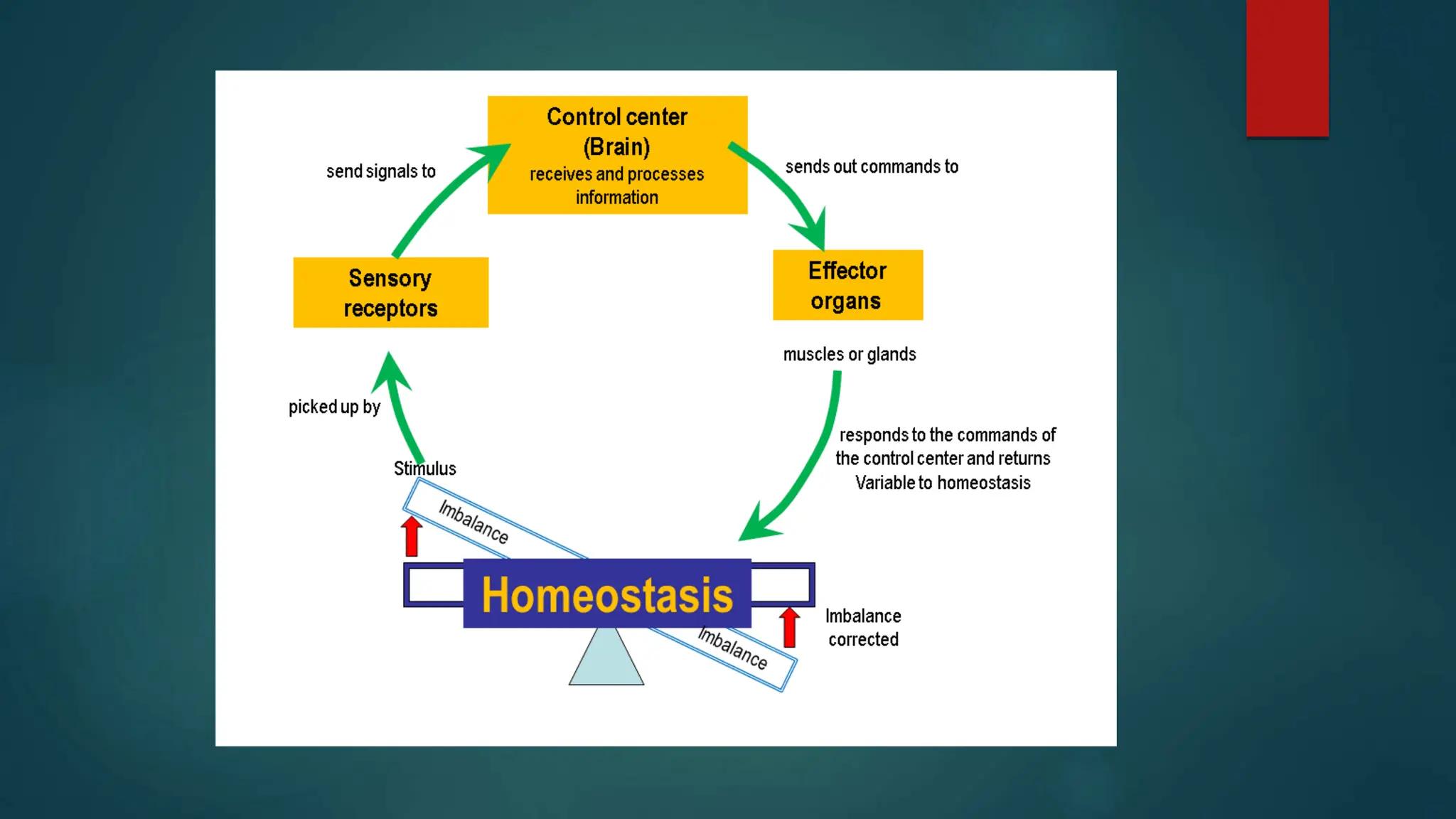 (3) Homeostatic Mechanisms.Anatomy and physiology | PPTX
