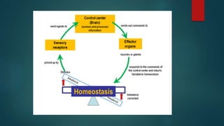 (3) Homeostatic Mechanisms.Anatomy and physiology | PPT