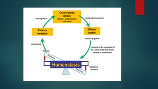 Homeostatic Mechanisms for bs nursing student | PPT