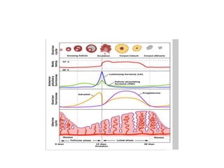 3 Hormonal regulation of menstrual cycle.pptx