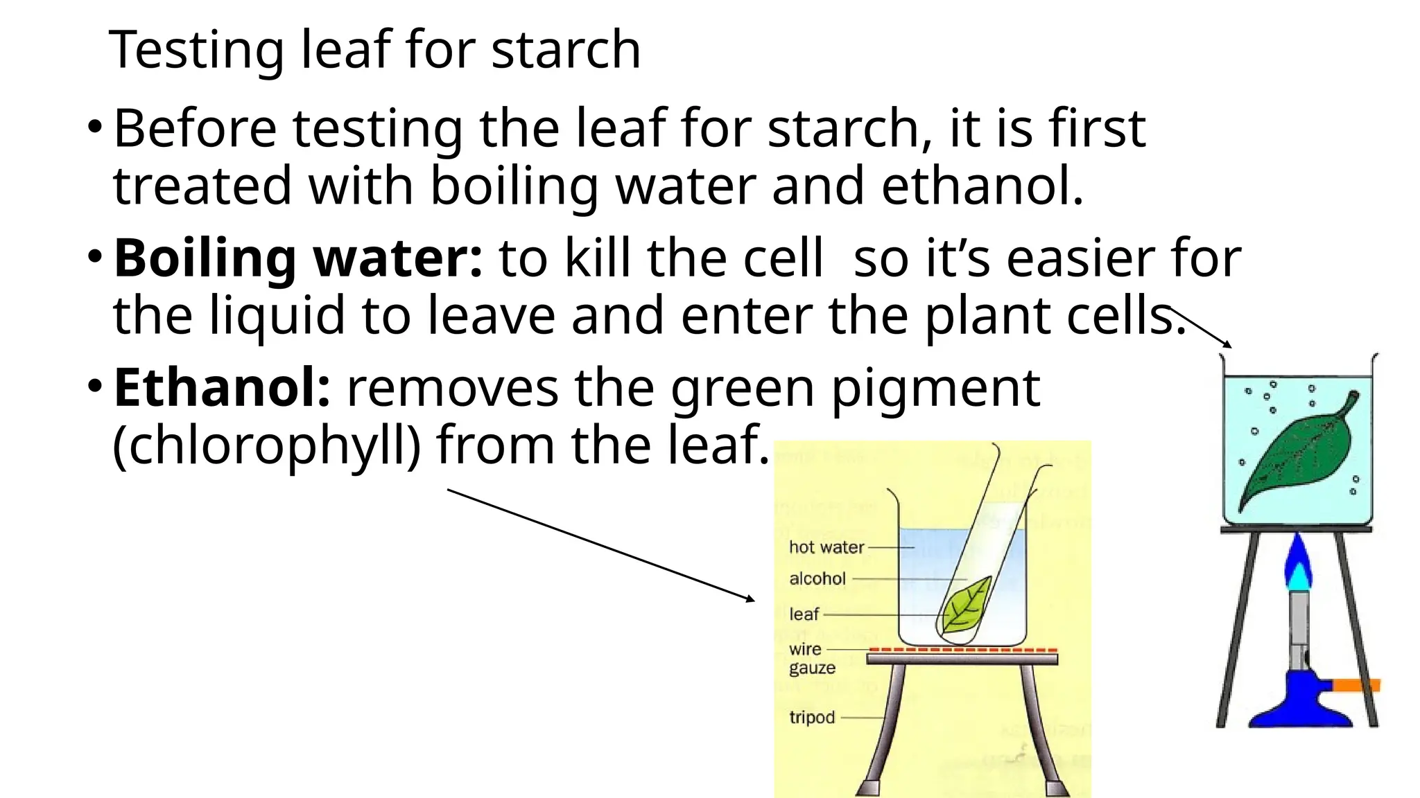 3How plants grow and photosynthesis (2).pptx