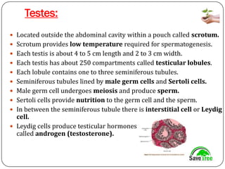 human reproduction in males and females | PDF
