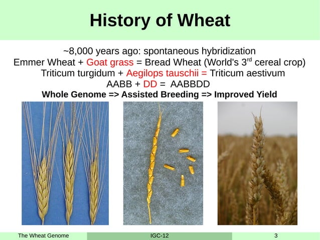 Daniela Puiu at #ICG12: The first near-complete assembly of the ...