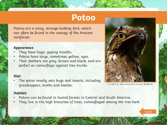 Animal_Fact_File_PowerPoint.pptx