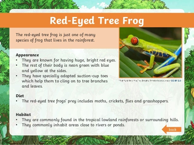 Animal_Fact_File_PowerPoint.pptx