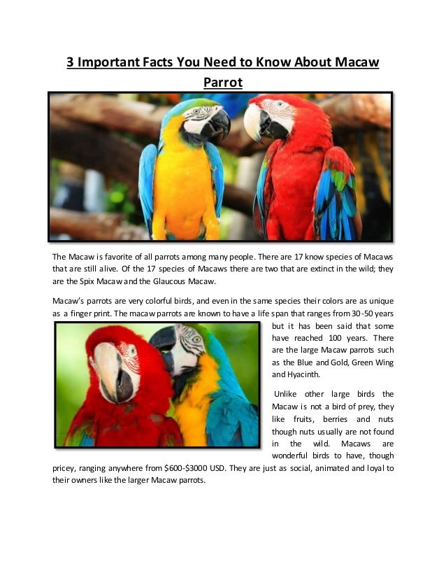 5 Fun Facts About The Macaws