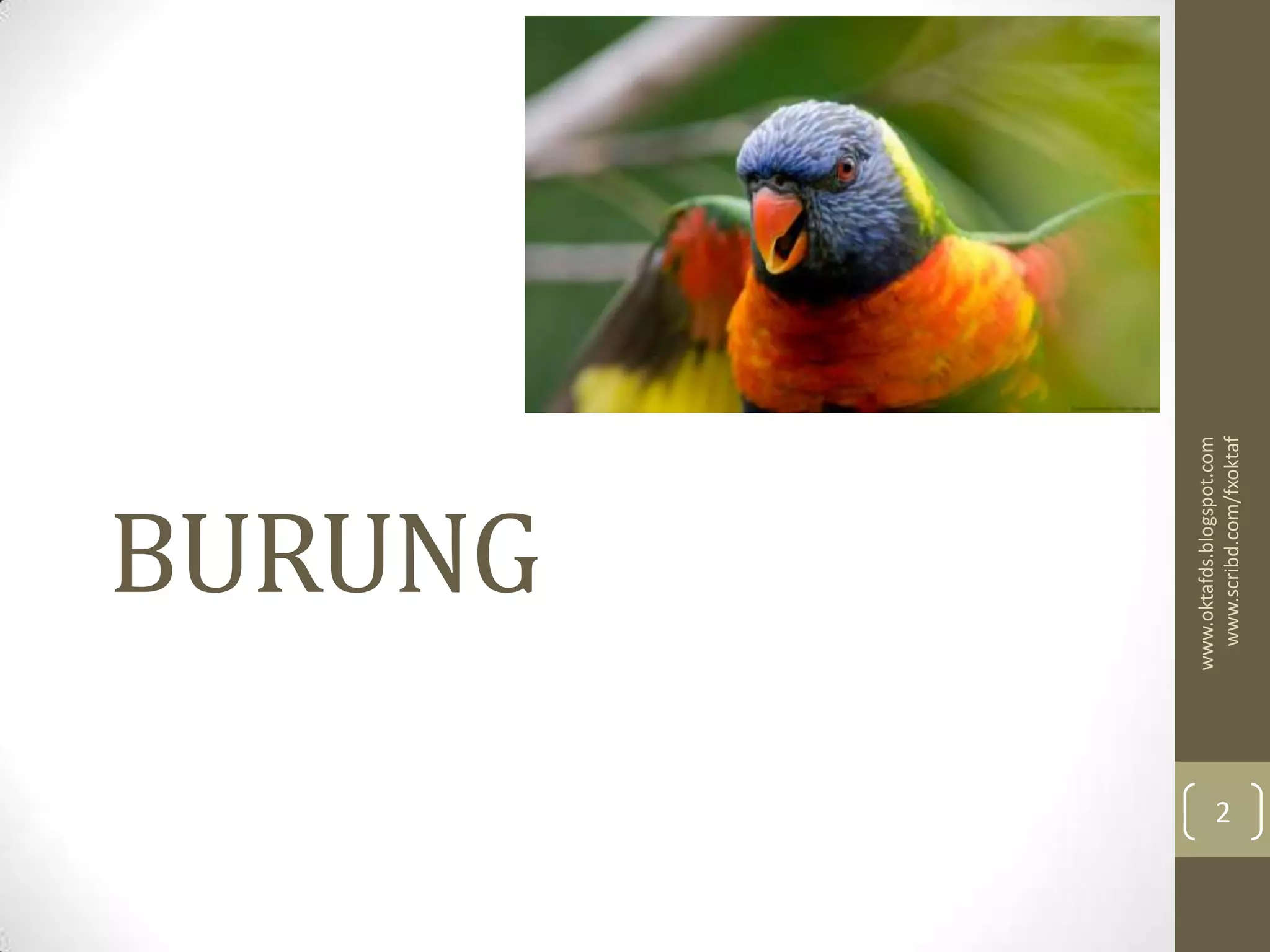 3 insang pundi trakea paru buku | PPTX