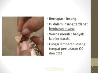 3 insang pundi trakea paru buku | PPTX