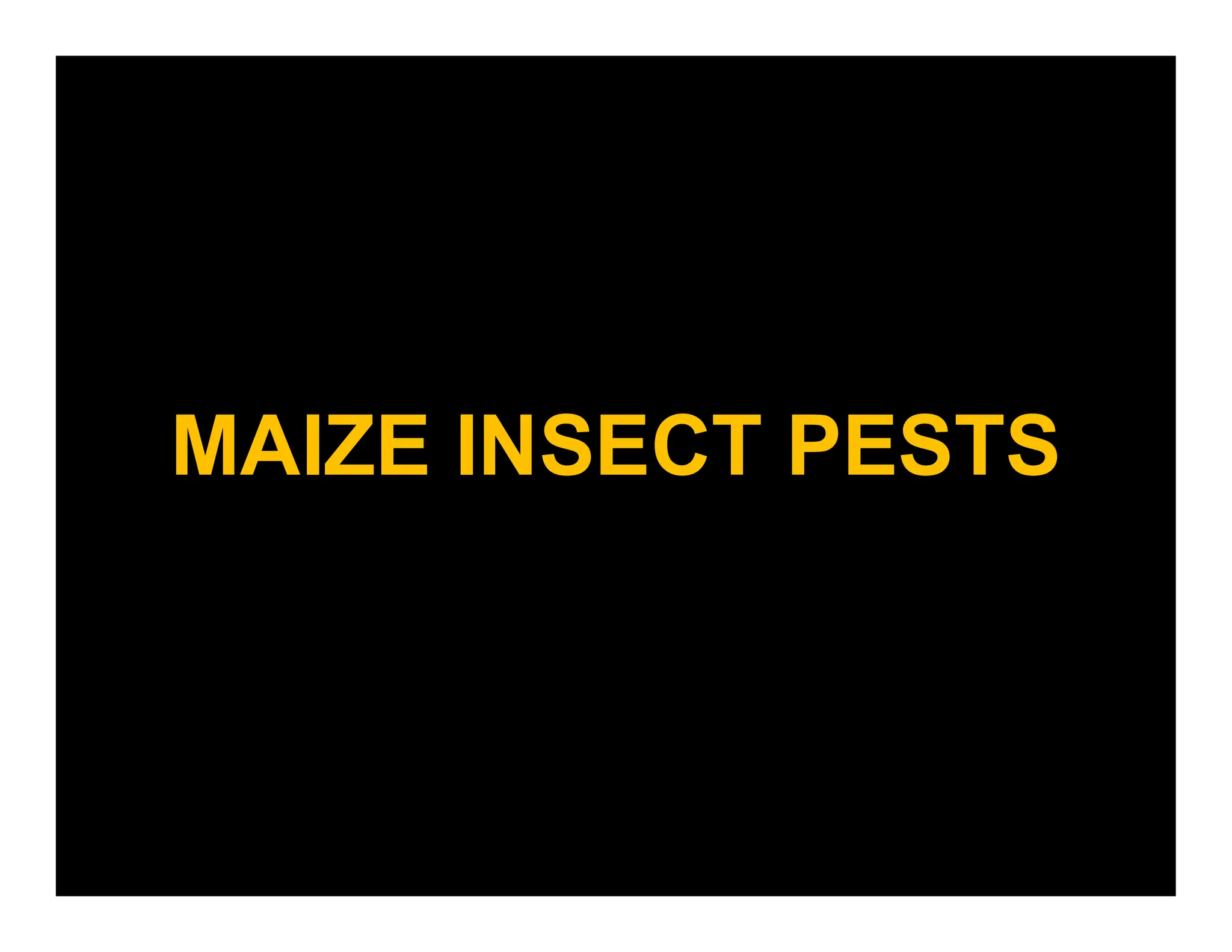 3 Insect pests of Maize damage symptomsss | PDF