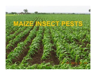 3 Insect pests of Maize damage symptomsss | PDF