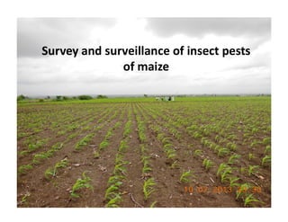 3 Insect pests of Maize damage symptomsss | PDF