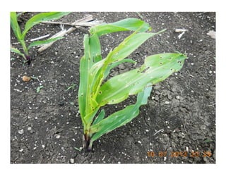 3 Insect pests of Maize damage symptomsss | PDF