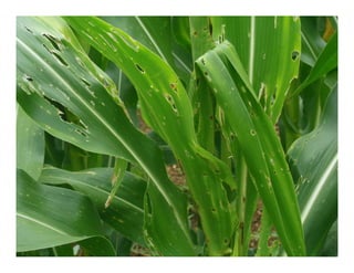 3 Insect pests of Maize damage symptomsss | PDF