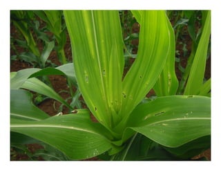 3 Insect pests of Maize damage symptomsss | PDF