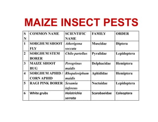 3 Insect pests of Maize damage symptomsss | PDF