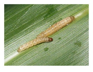 3 Insect pests of Maize damage symptomsss | PDF