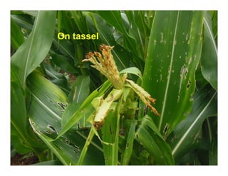 3 Insect pests of Maize damage symptomsss | PDF