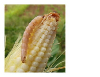 3 Insect pests of Maize damage symptomsss | PDF