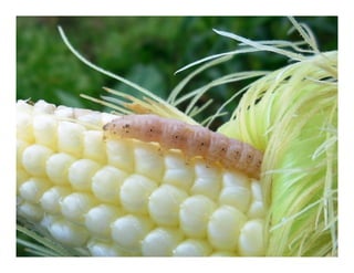 3 Insect pests of Maize damage symptomsss | PDF