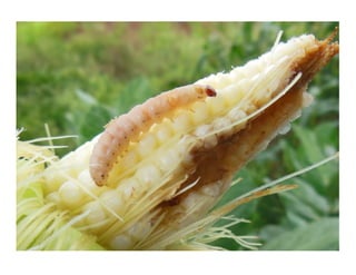 3 Insect pests of Maize damage symptomsss | PDF