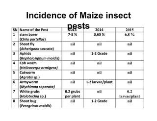 3 Insect pests of Maize damage symptomsss | PDF