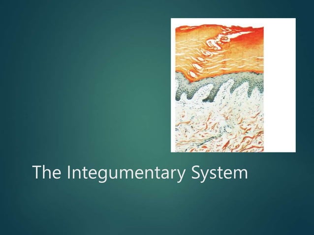 3 Integumentary_System.ppt