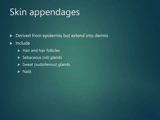 3 Integumentary_System.ppt