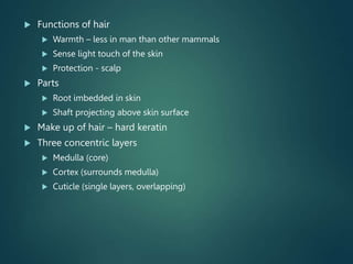 3 Integumentary_System.ppt