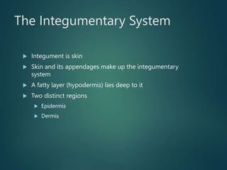 3 Integumentary_System.ppt