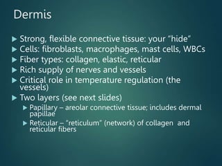 3 Integumentary_System.ppt