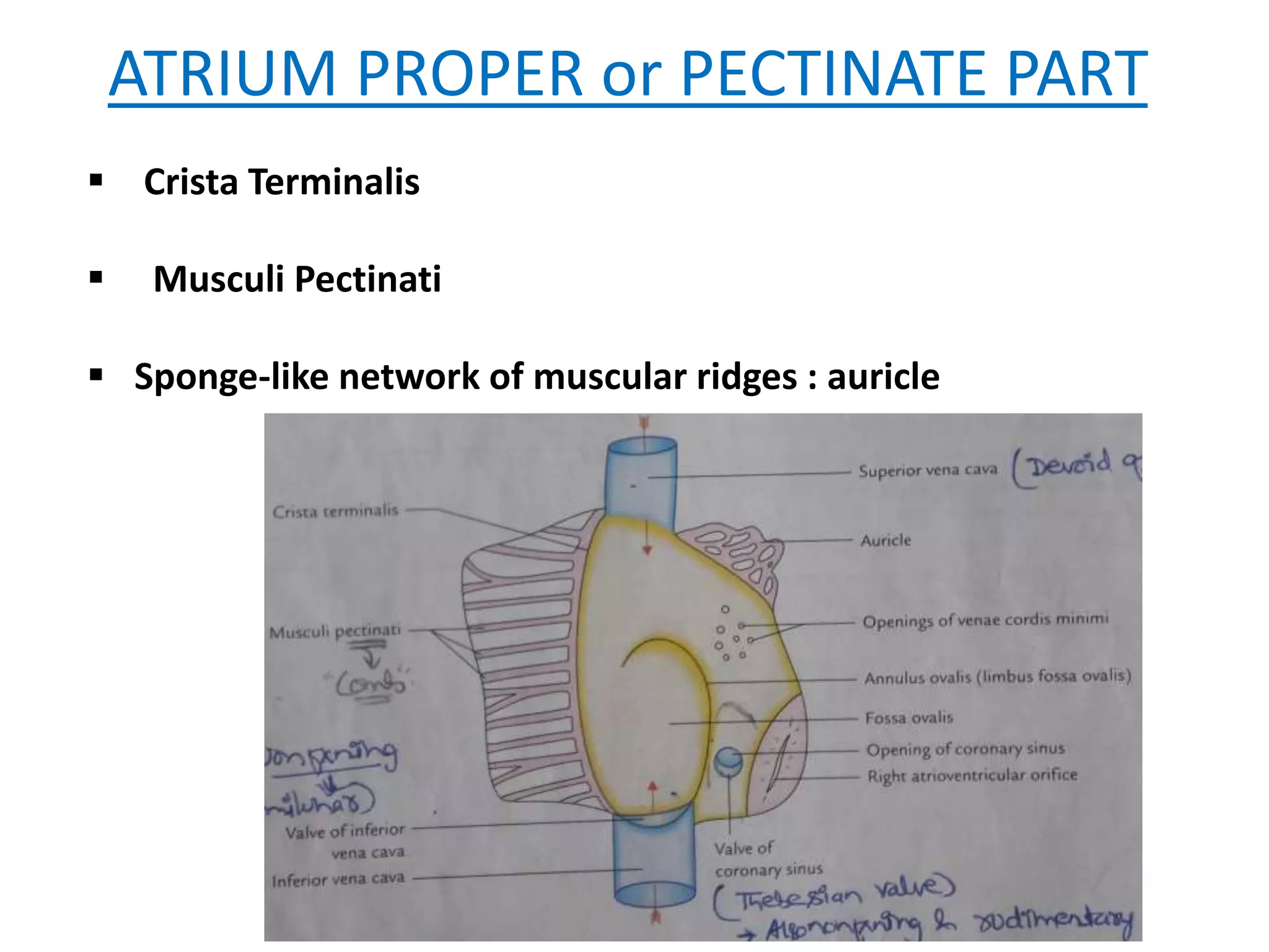 3 internal features of the heart | PPTX