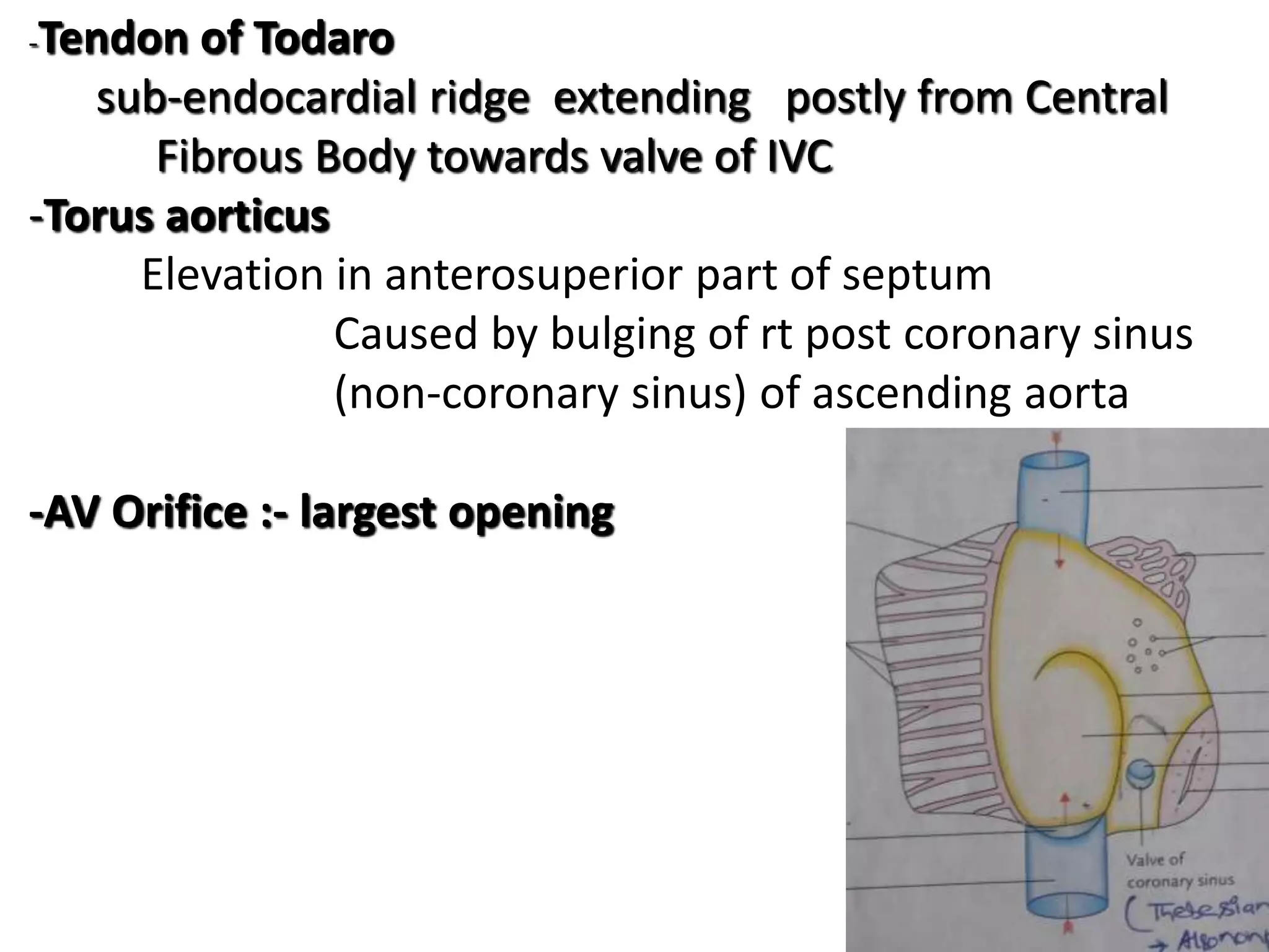 3 internal features of the heart | PPTX