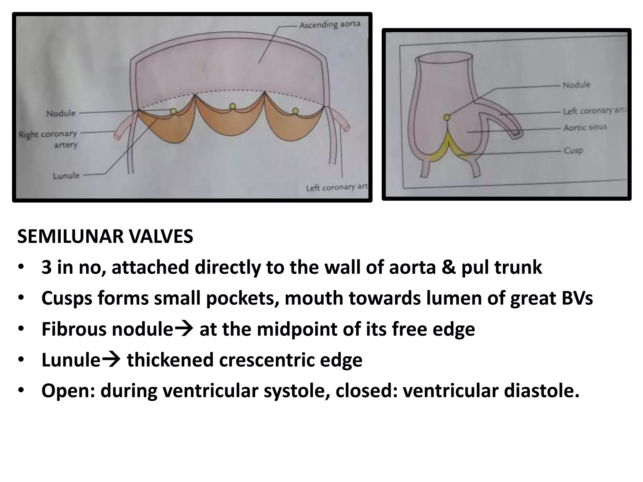 3 internal features of the heart | PPTX