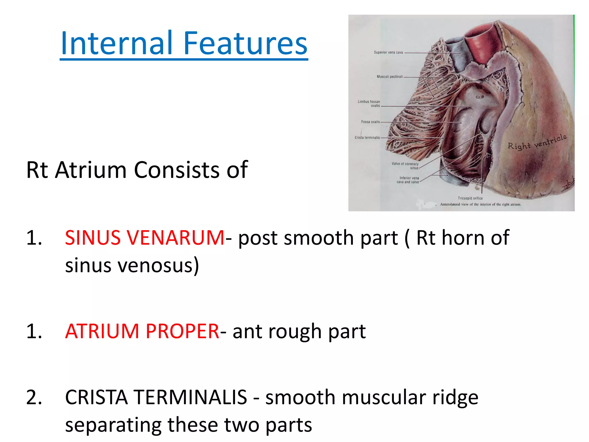 3 internal features of the heart | PPTX