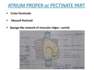 3 internal features of the heart | PPTX