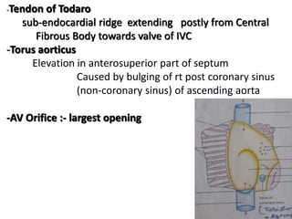 3 internal features of the heart | PPTX