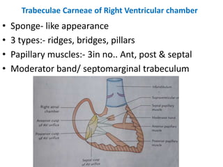3 internal features of the heart | PPTX