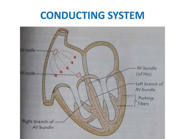 3 internal features of the heart | PPTX