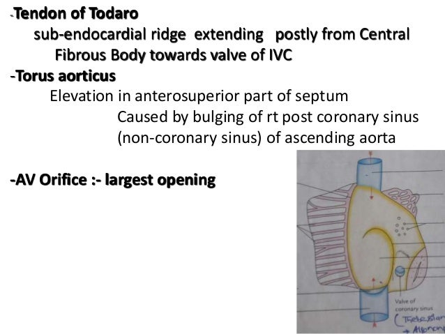 3 internal features of the heart