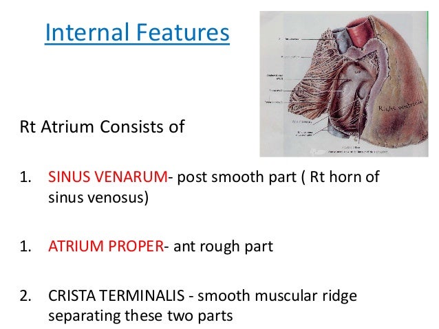 3 internal features of the heart