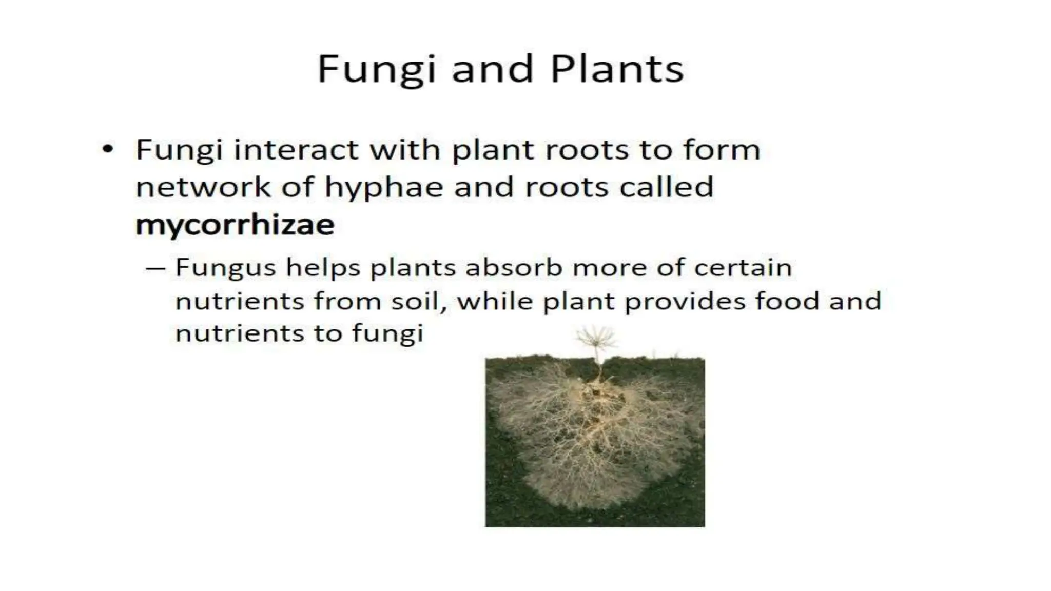 Introduction to Fungi | PPTX