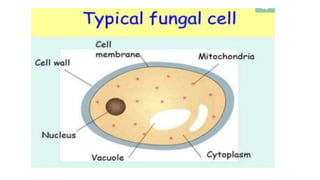 Introduction to Fungi | PPT