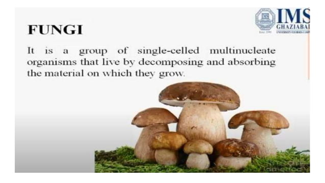 Introduction to Fungi | PPTX